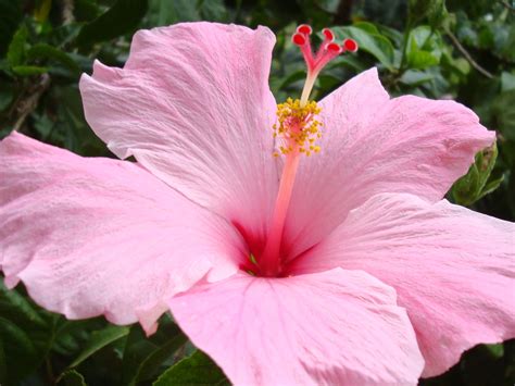 Pictures Of Beautiful Big Flowers At Carlos Snyder Blog