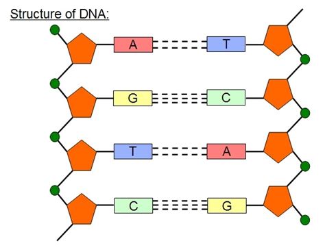 Dna Quiz Diagram Quizlet Dna Quiz Diagram Quizlet