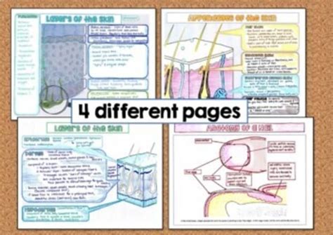 Anatomy Doodle Notes Integumentary System Doodle Notes Skin Hair Nails