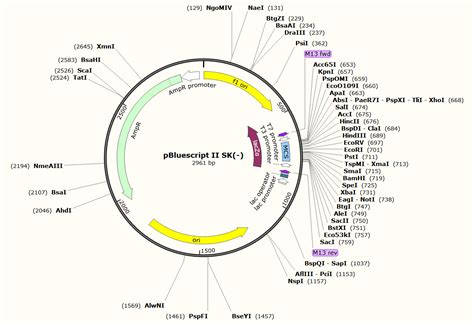 Pbluescript Ii Sk 质粒图谱、载体图谱、序列、价格、抗性、测序引物、大小等信息 生物风载体