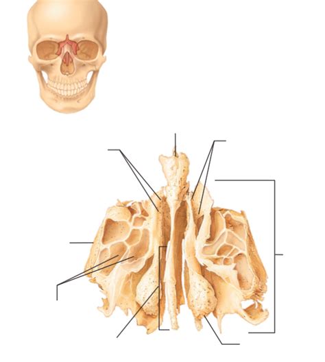 Ethmoid Bone Diagram Quizlet