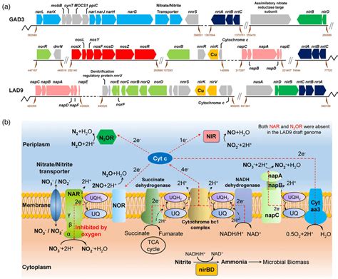 A Nitrate Reduction And Denitrifying Related Gene Arrangements Download Scientific Diagram