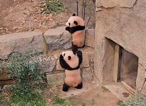 [아기판다 다이어리 시즌2] 19 슬기로운 도전 빛나는 시작