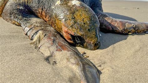 Autopsy Underway On Rare Sea Turtle Which Washed Up Dead With Whole