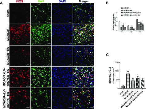 CYLD Silencing Partially Weakens EA Mediated Inhibition Of M1
