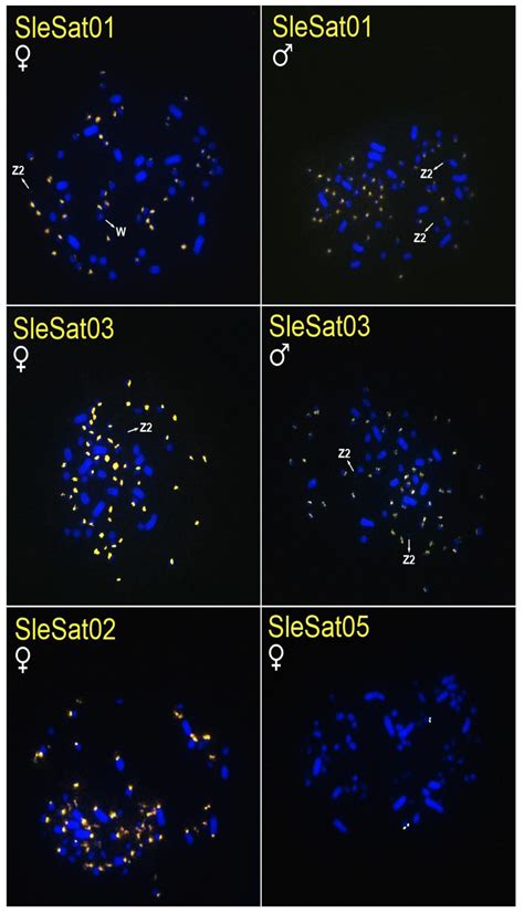 Satellite Dna Mapping In Suliformes Aves Insights Into The Evolution