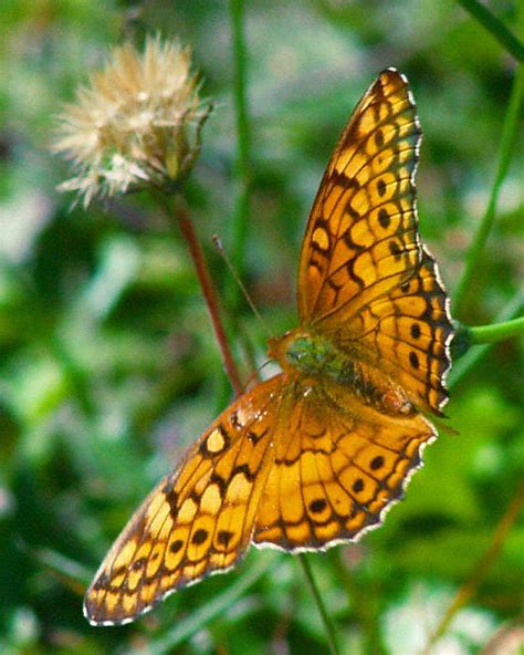 Butterfly Photograph By Heidi Berkovitz Fine Art America