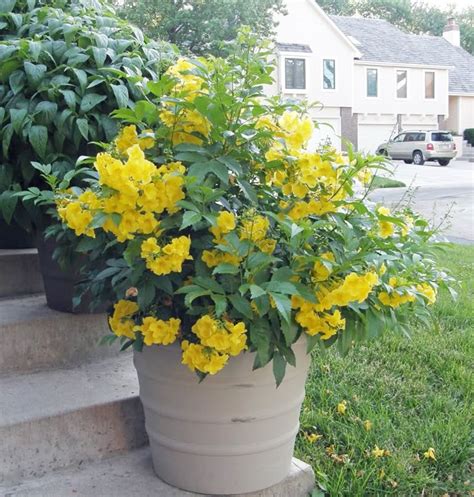 Yellow Bells Tecoma Stans Esperanza 20 Seeds Heat Tolerant Flowers