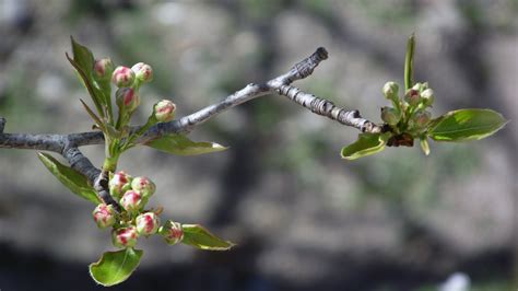 Macro Spring Wallpapers HD Desktop And Mobile Backgrounds