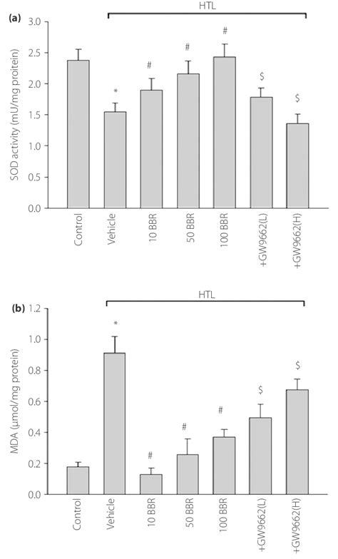 Berberine Bbr Through Activation Of Peroxisome Download