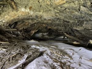 Inside A Beaver Lodge Naturally Curious With Mary Holland