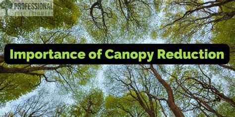 Importance Of Canopy Reduction Professional Tree Trimmers