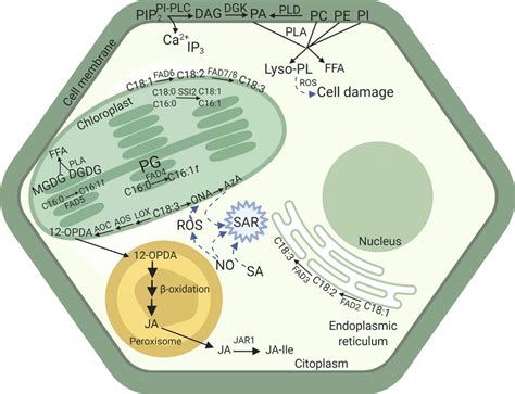 Lipid Signalling Events In Plantpathogen Interactions Pip2