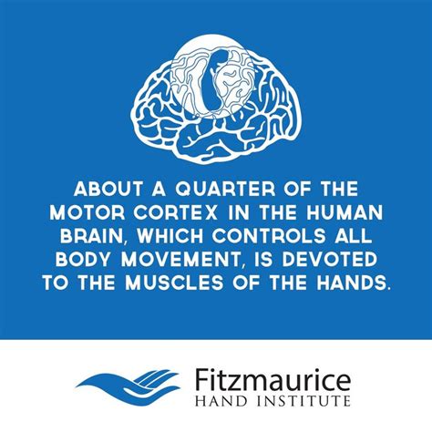 Pin By The Fitzmaurice Hand Institute On Hand Health Infographics Infographic Health Hand