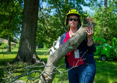 Ct Trees Under Attack By More Than Bugs Whos Fighting Back