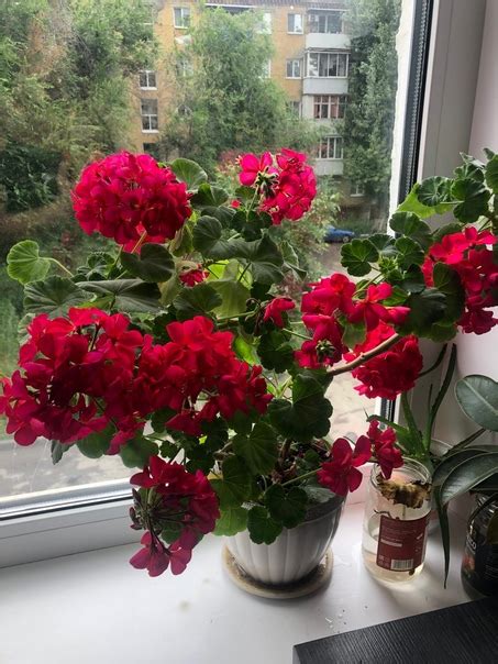 Продам укорененные черенки и взрослые растения Фуксия 250 белые 300 Цветочная фазенда