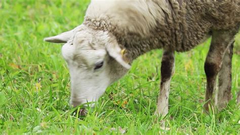 Domestic Brown Sheep Eat Grass In Pasture Breeding Animals On Farm