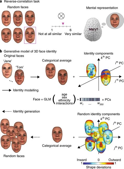 Reverse Correlating Mental Representations Of Familiar Faces A Task Download Scientific