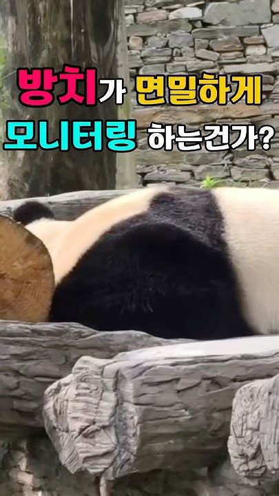 푸바오 관찰은 팬들이 하고관계자들은 나 몰라라 Youtube
