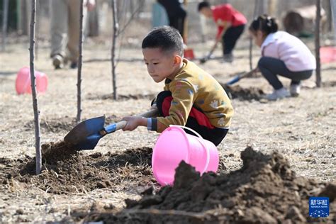 Встречаем День посадки деревьев Cn