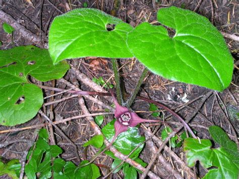Plant Taxonomy Lab Exam 2 Flashcards Quizlet