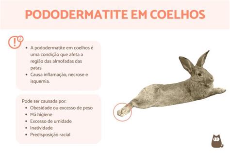 Pododermatite Em Coelhos Sintomas E Tratamento