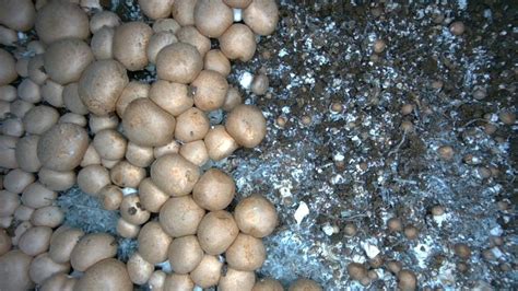 M18k A Comprehensive Rgb D Dataset And Benchmark For Mushroom Detection And Instance