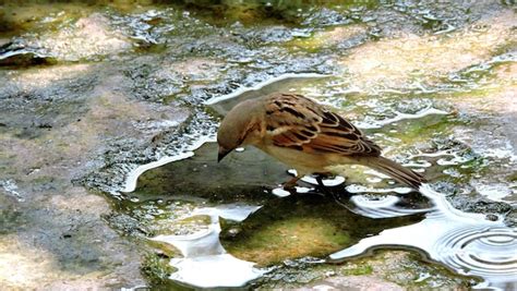 Premium Photo Side View Of A Bird On Ground
