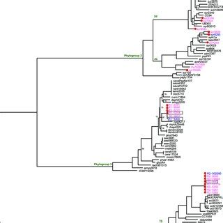 Core Genome Phylogenetic Tree Multi Locus Phylogeny Based On Download Scientific Diagram