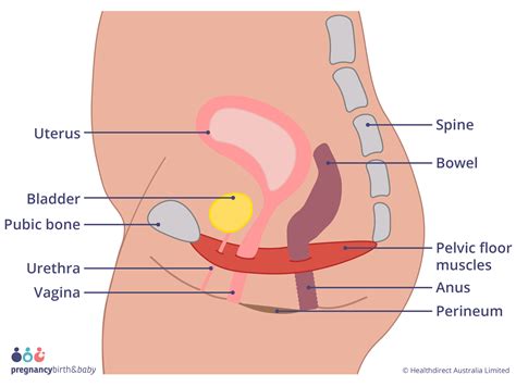 Bladder And Uterus Anatomy