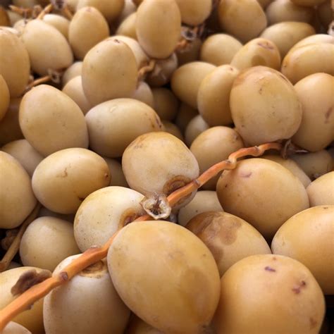Yellow Barhi Dates Information Recipes And Facts