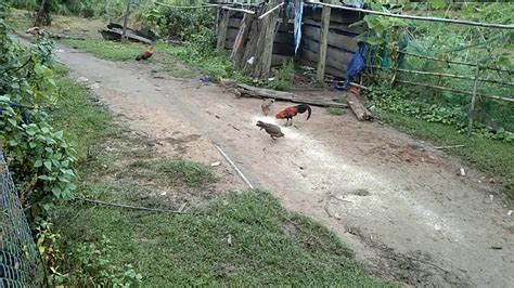 Qiab Qus Txuam 3 Youtube