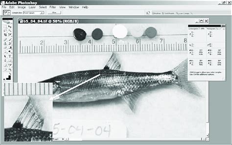 B Example Of Point Sample Technique To Estimate Hue Saturation And