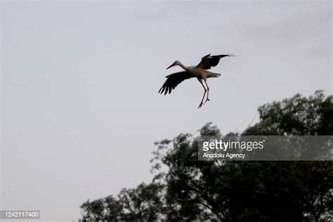 Stork Migration Photos And Premium High Res Pictures Getty Images