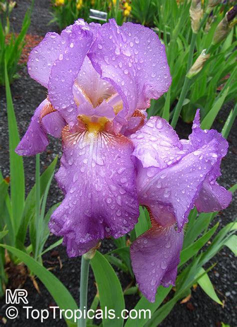 Iris Bearded Group Bearded Iris Top Tropicals Plant Encyclopedia
