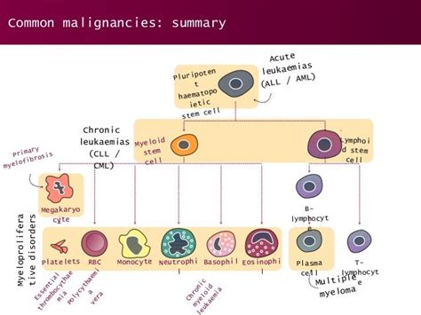 An Introduction To Haematological Malignancies
