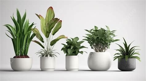 흰색 화분에 놓인 5가지 다른 식물 흰색 배경에 고립 된 화분에 심은 세트 관엽 식물의 3d 일러스트 고화질 사진 사진 배경 일러스트 및 사진 무료 다운로드 Pngtree
