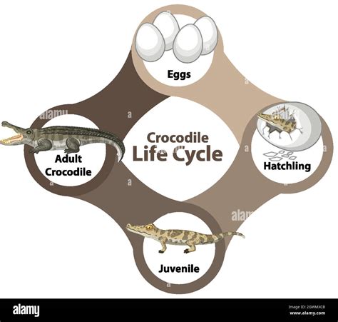 Crocodile Life Cycle Diagram Stock Vector Image And Art Alamy