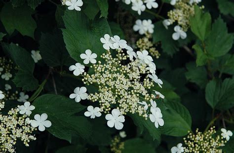 欧洲琼花琼花琼花观大山谷图库