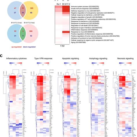 Sars Cov 2 Infection Induced Multi Transcriptional Signatures