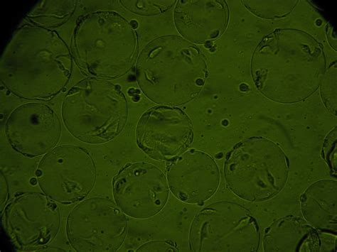 Biotechnology Laboratory Ritai Bioreactor