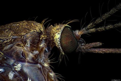 Mosquito Under Microscope