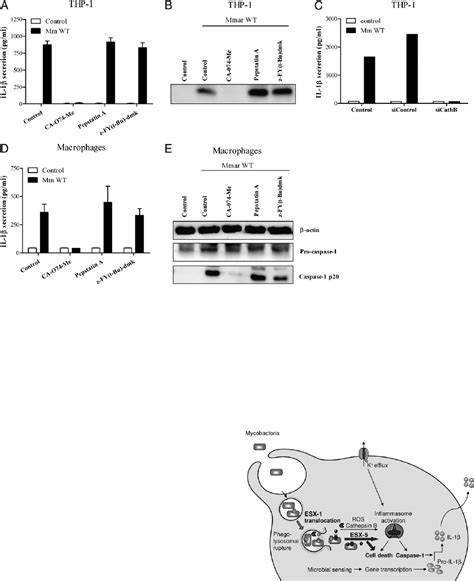 Mycobacterial Secretion Systems Esx 1 And Esx 5 Play Distinct Roles In Host Cell Death And