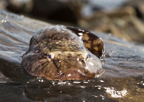 Northern Clingfish Gobiesox Maeandricus Petraditsches Webseite