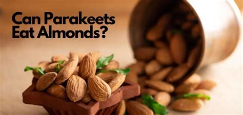 Can Parakeets Eat Almonds What You Need To Know Everything Birds And Their Lifestyles