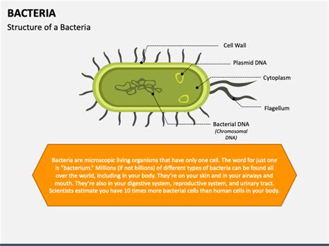 Ppt Bacterial Classification Powerpoint Presentation Free Download