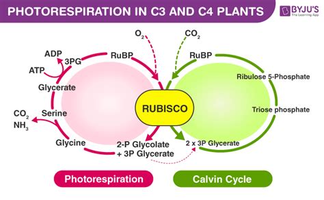 Difference Between Photooxidation And Photorespiration