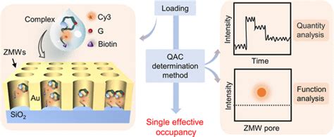 Single Effective Complex Loading Into Zero Mode Waveguides Optimized With Fluorescence