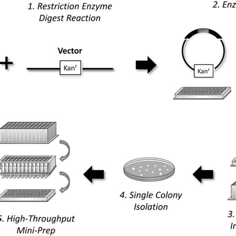 Overview Of High Throughput Synthesis Of Ab Dna Clones In Step 1 Download Scientific Diagram