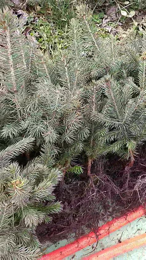 წიწვოვანი მცენარეები